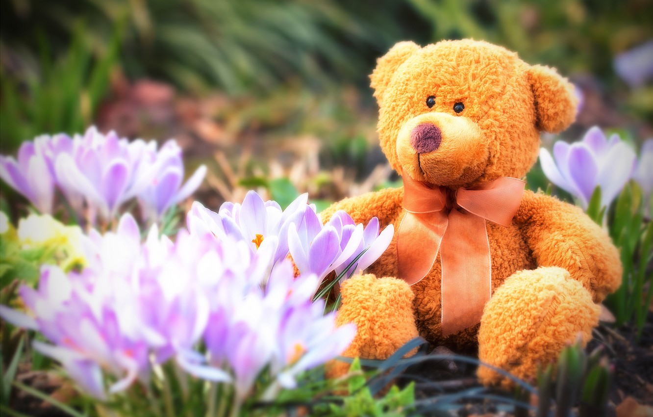 Spring Bears Wallpapers - Wallpaper Cave
