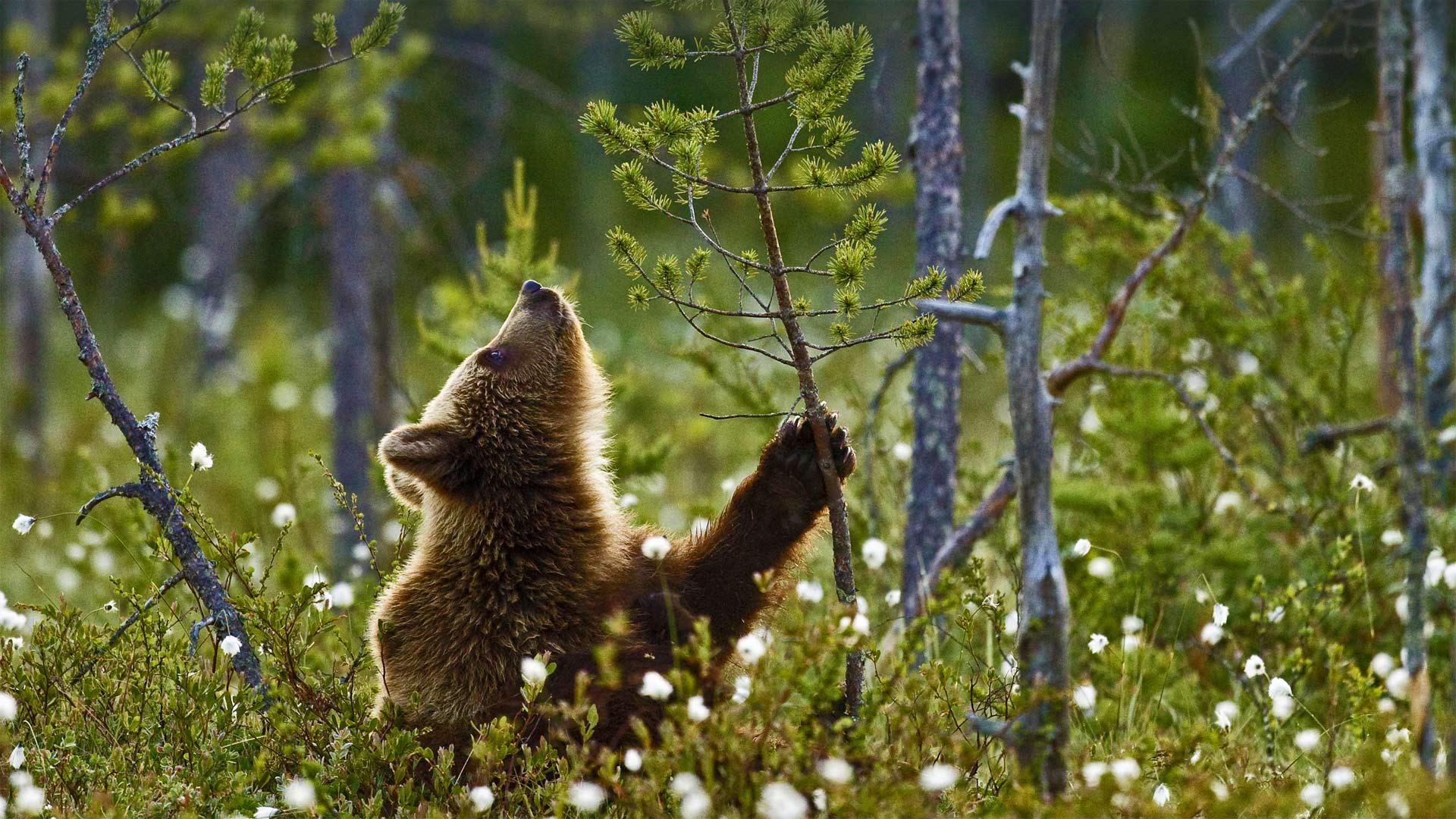 Spring Bears Wallpapers - Wallpaper Cave