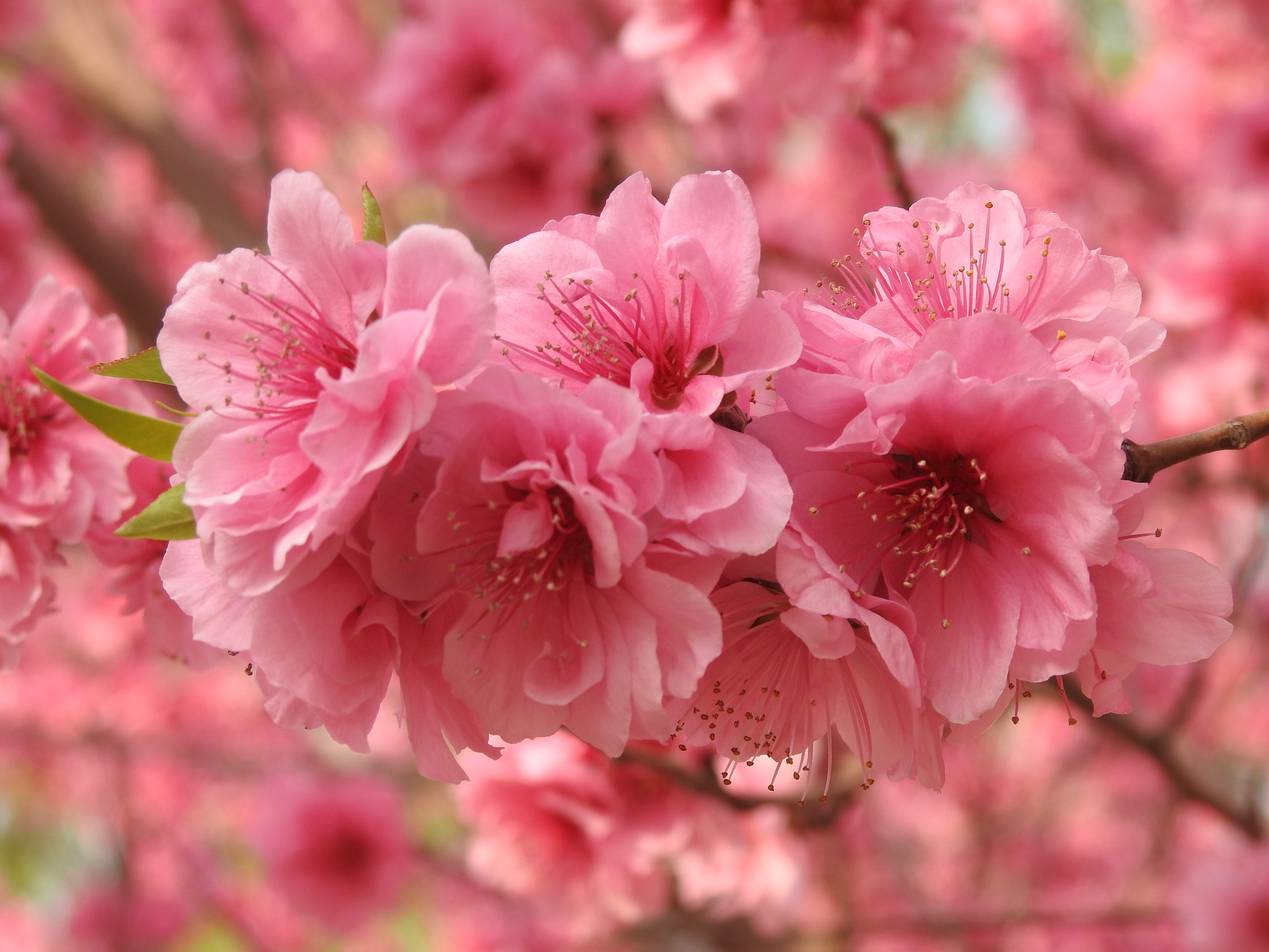 Spring Bejing Wallpapers - Wallpaper Cave