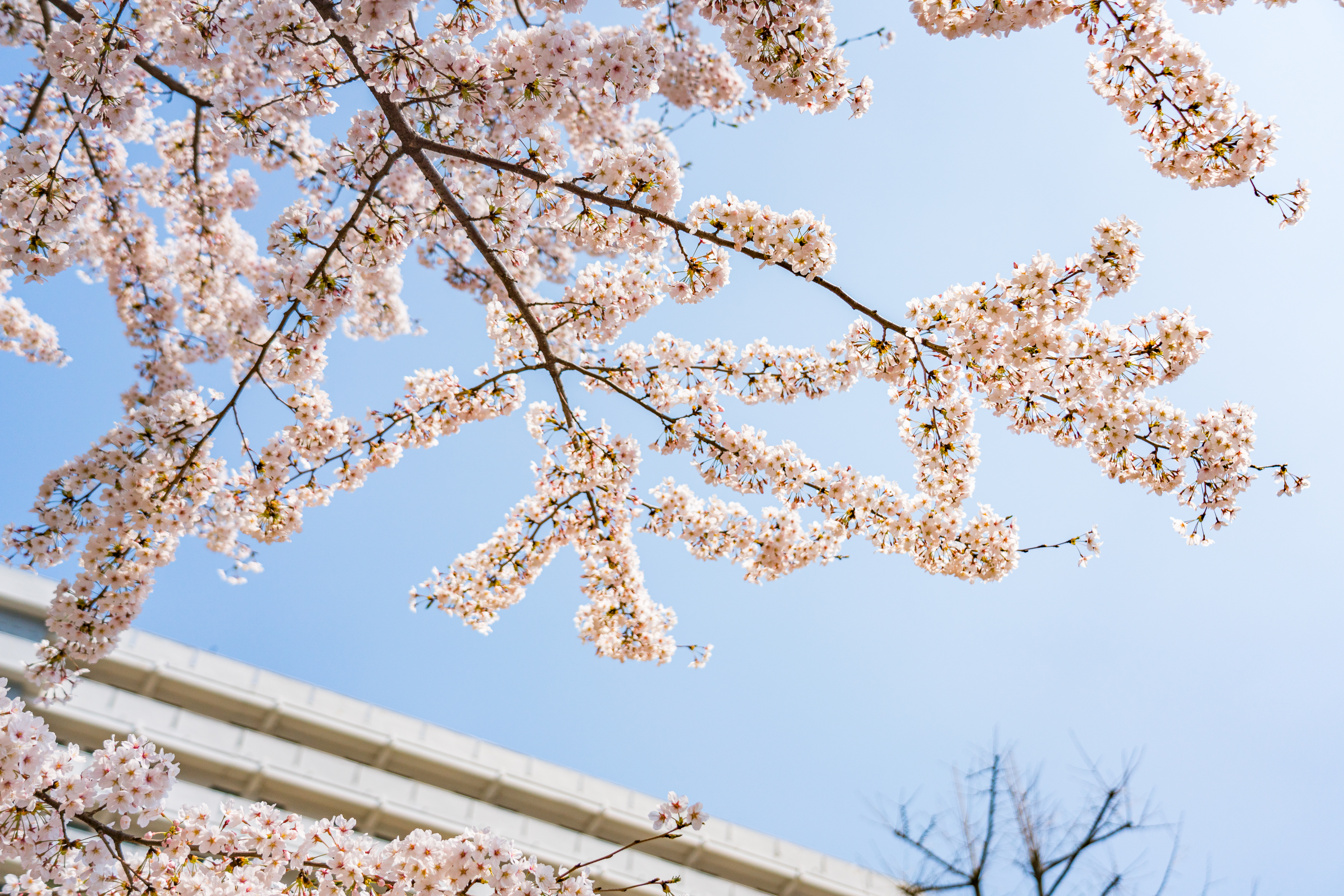 Spring Seoul Wallpapers - Wallpaper Cave