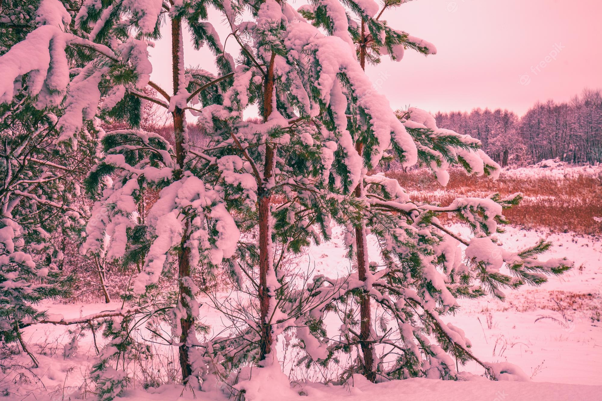 Winter Pink Tree Wallpapers - Wallpaper Cave