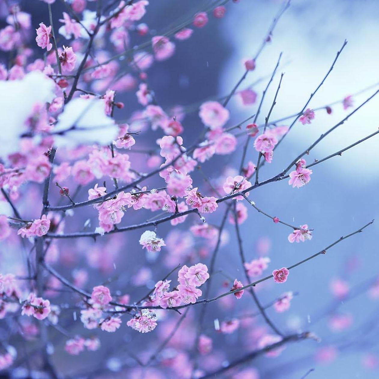 Winter Pink Tree Wallpapers - Wallpaper Cave