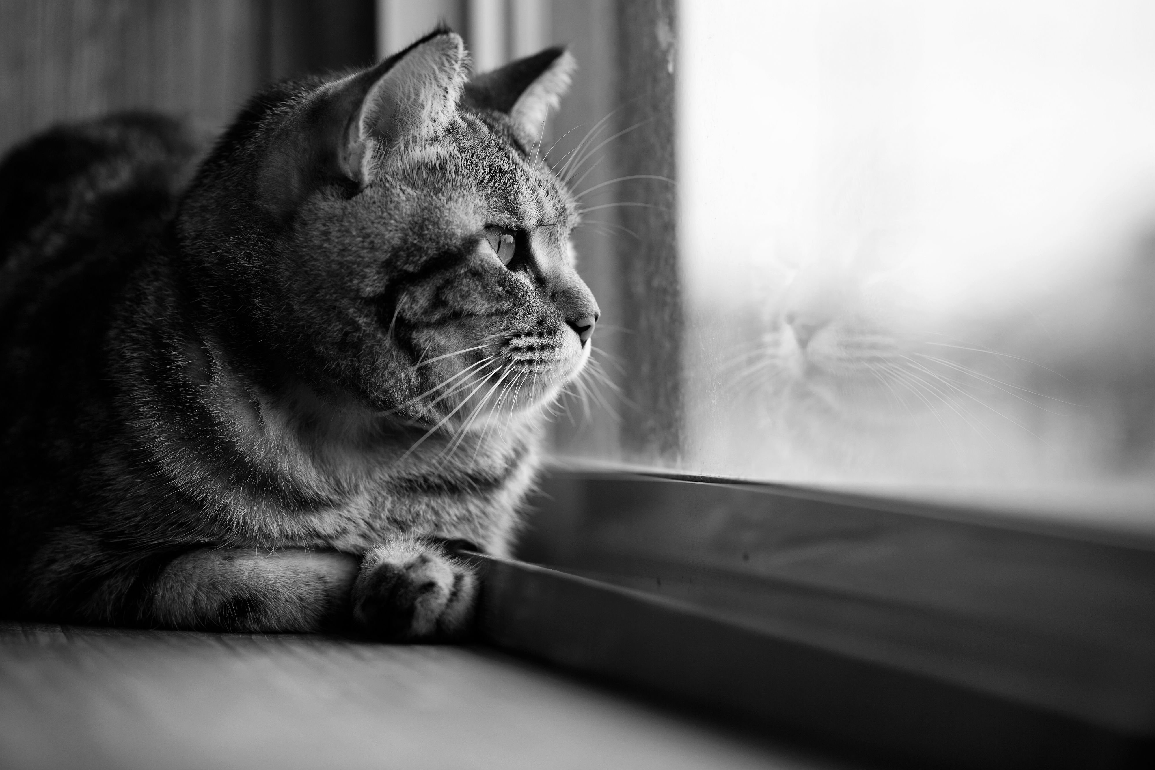 Cat Window Wallpapers - Wallpaper Cave