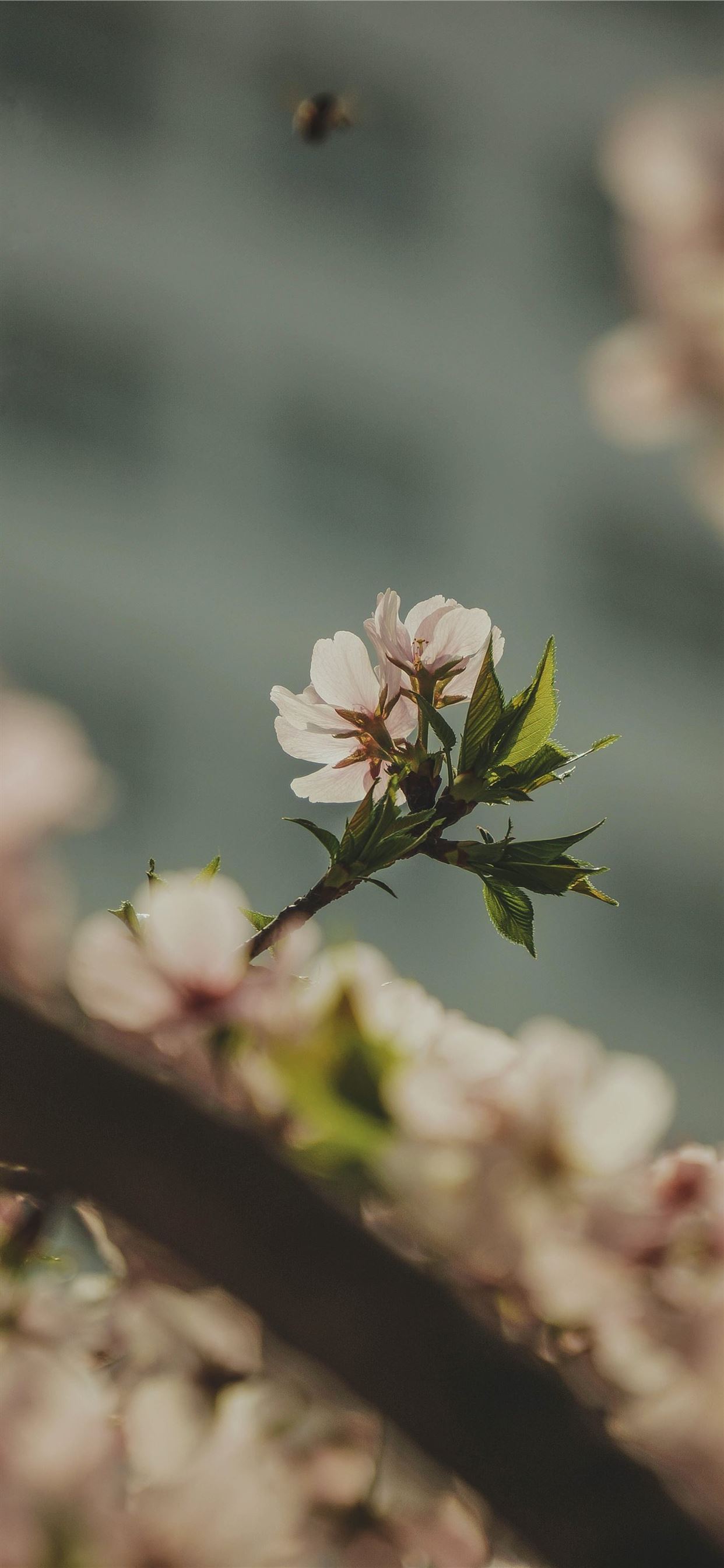 Bee Spring Aesthetic Wallpapers - Wallpaper Cave