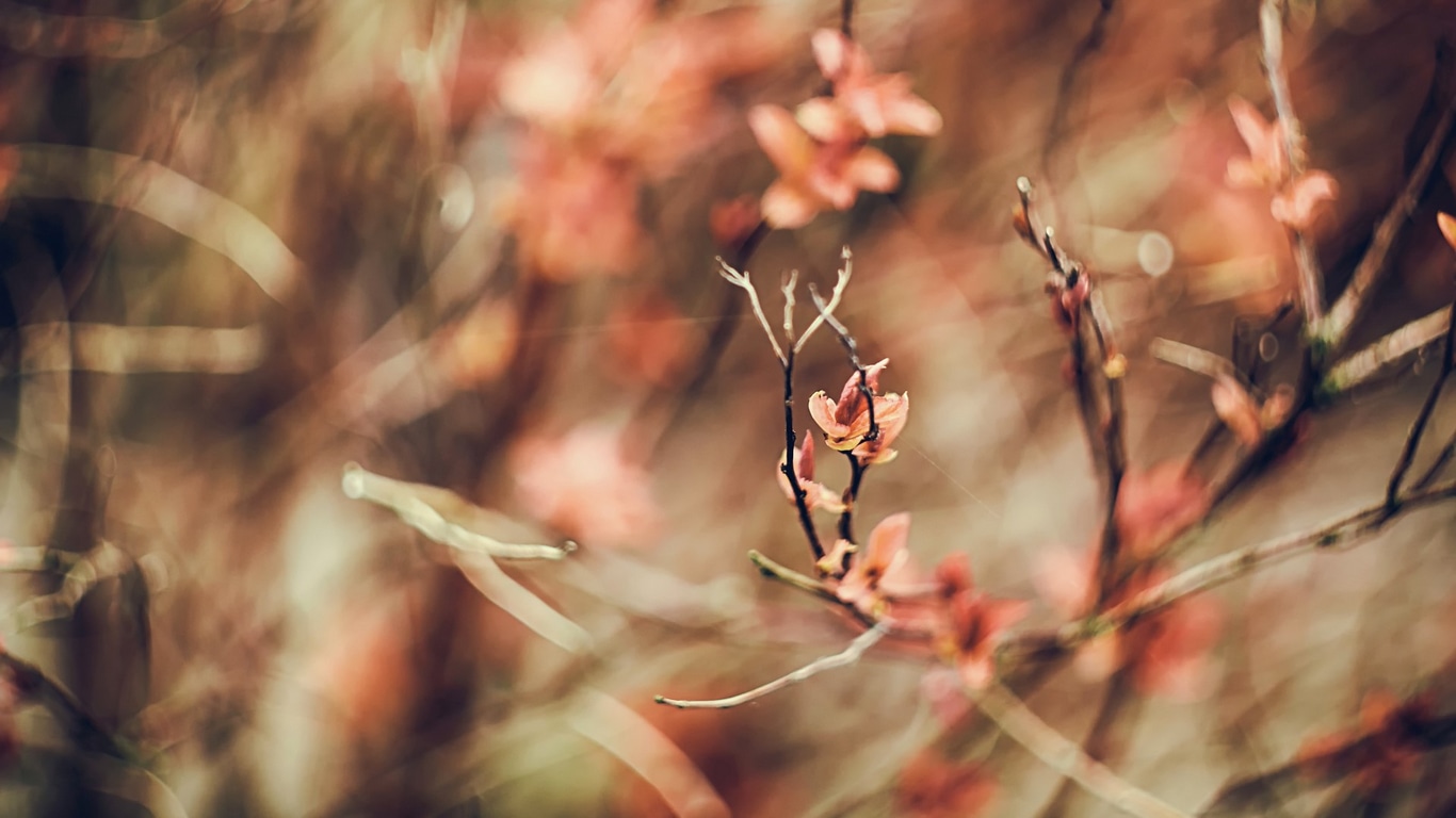 Spring Nature Outdoor Wallpapers - Wallpaper Cave