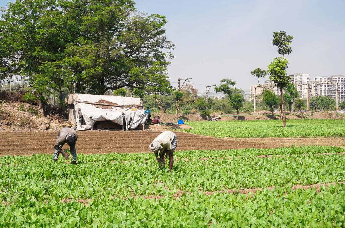 Indian Farming Wallpapers - Wallpaper Cave