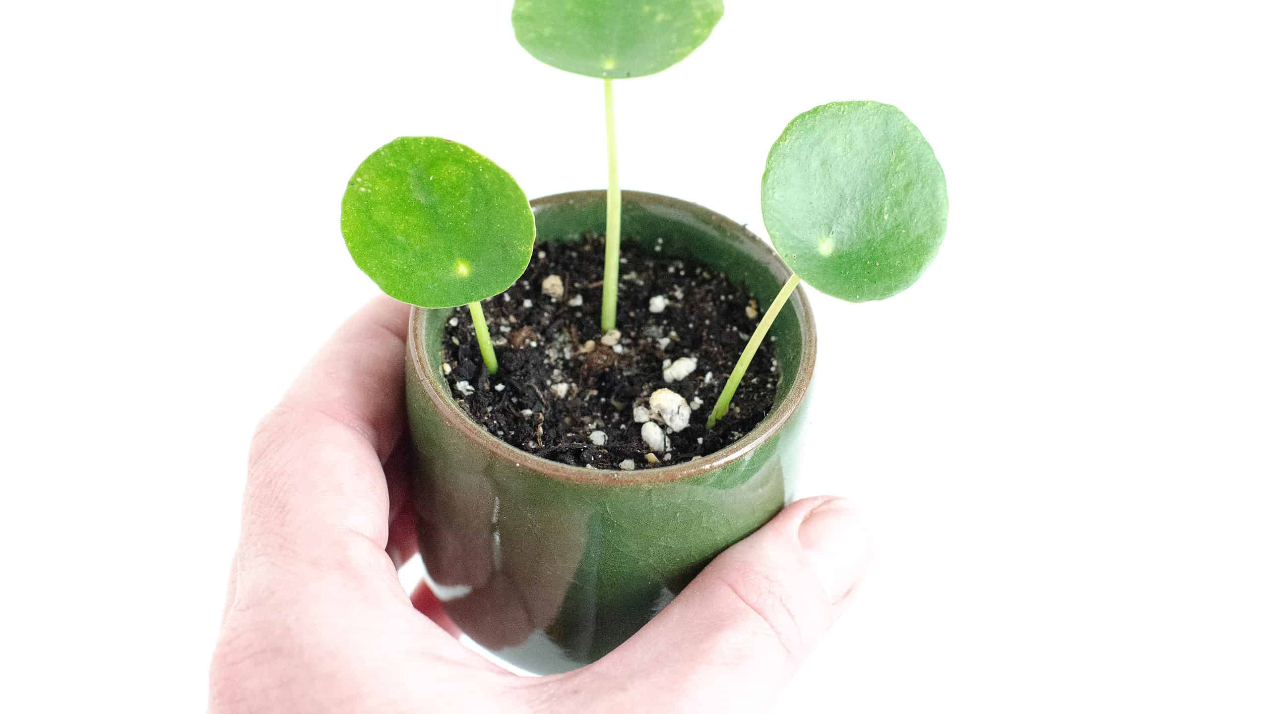 Chinese Money Plant Wallpapers - Wallpaper Cave