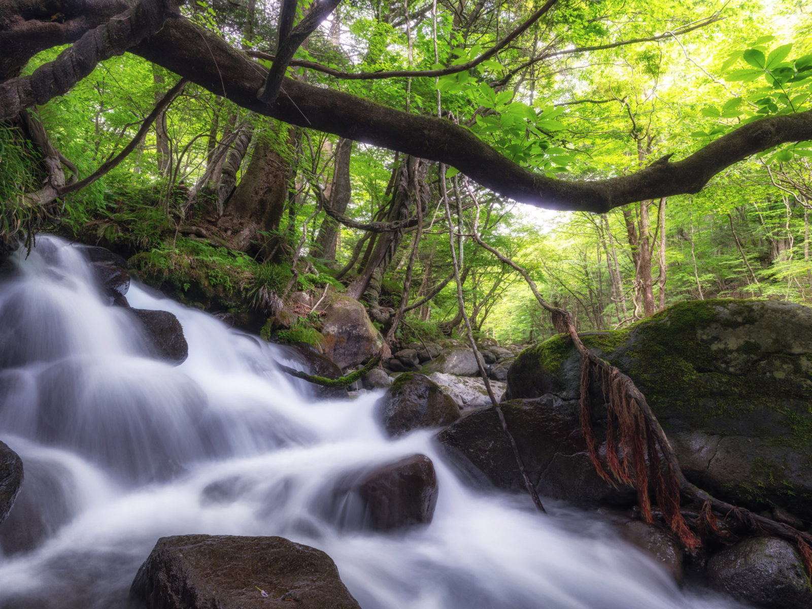 Forest Spring Water Wallpapers - Wallpaper Cave