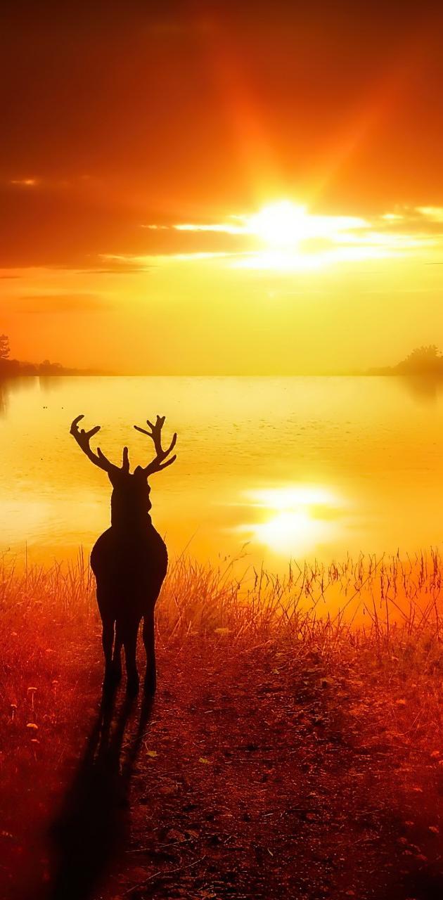 Deer Sunset Wallpapers - Wallpaper Cave