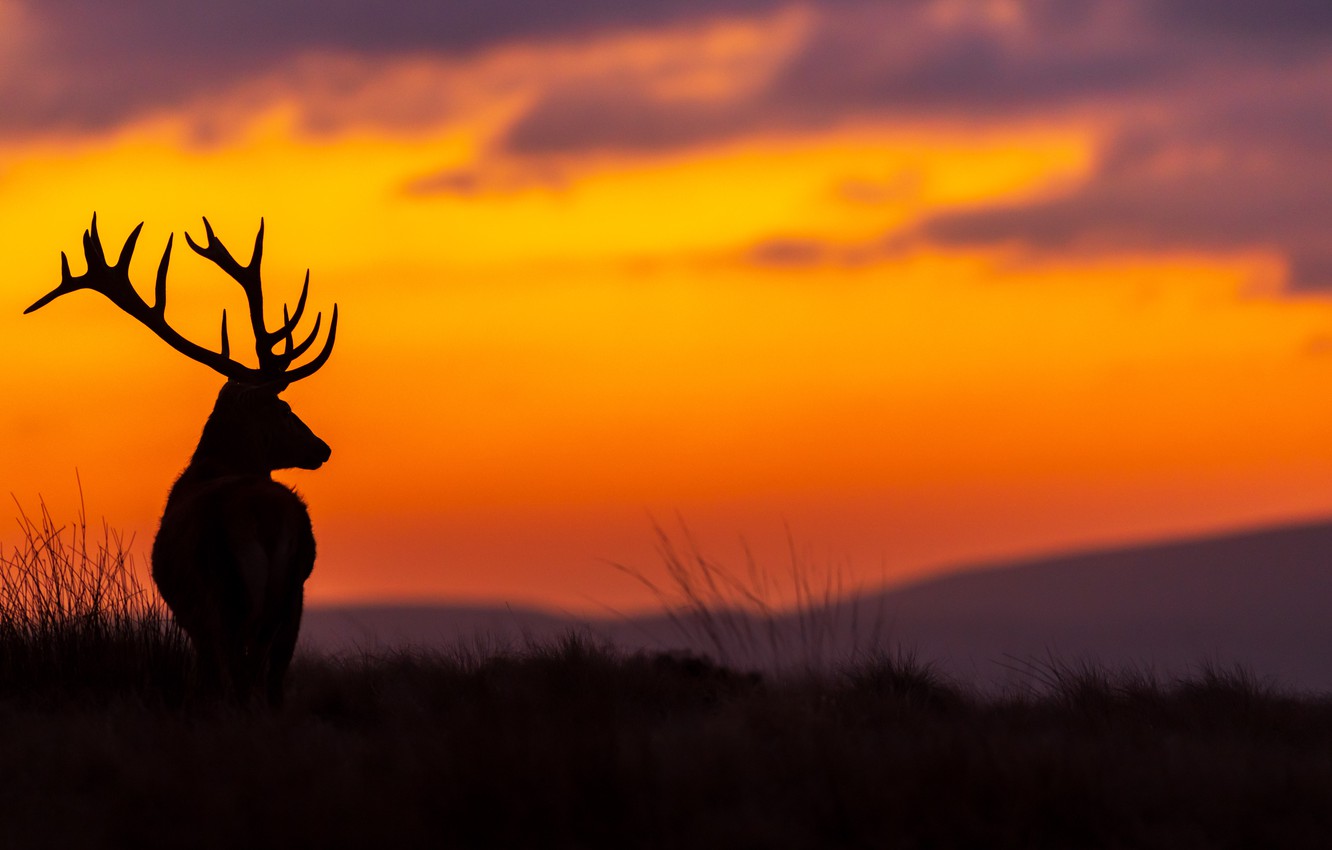 Deer Sunset Wallpapers - Wallpaper Cave