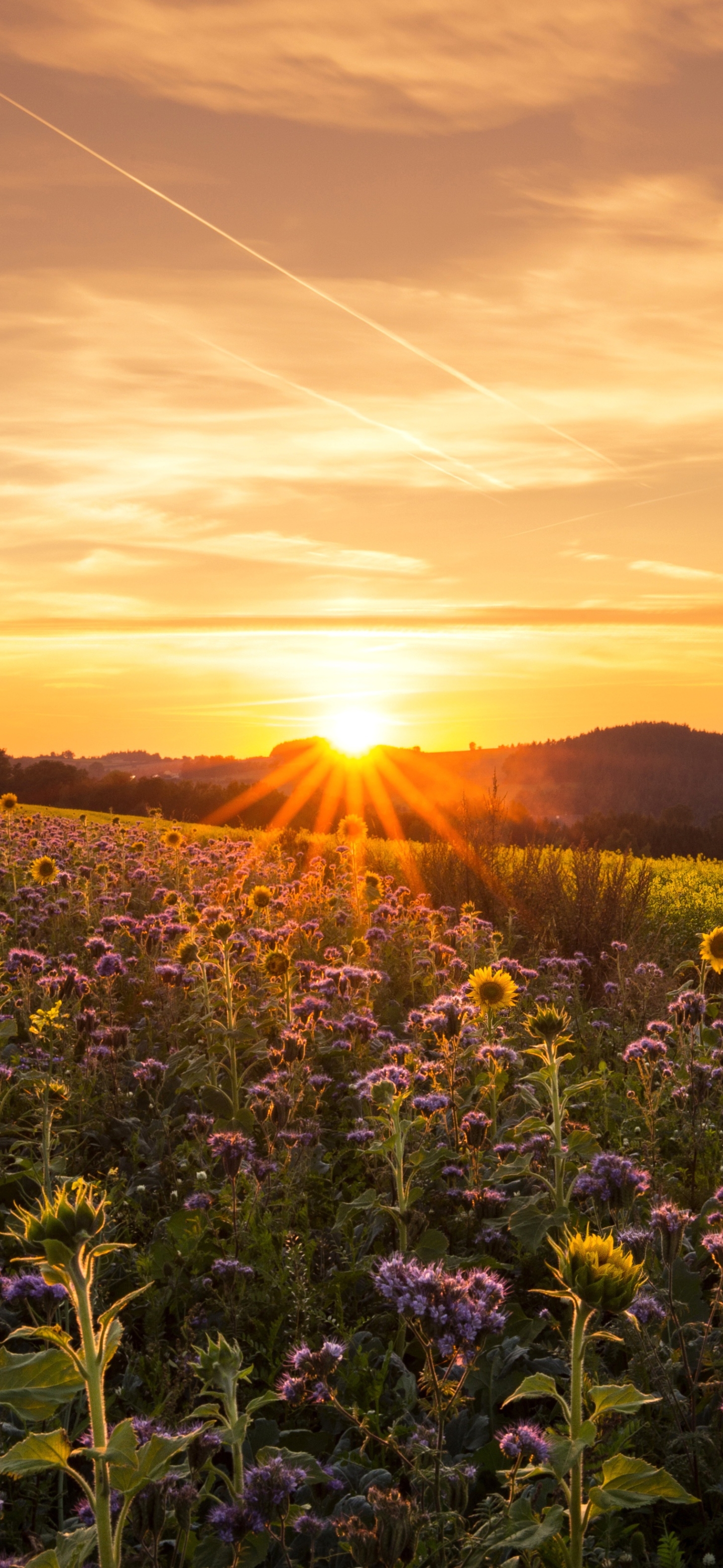 Morning Sunrise HD Mobile Wallpapers - Wallpaper Cave