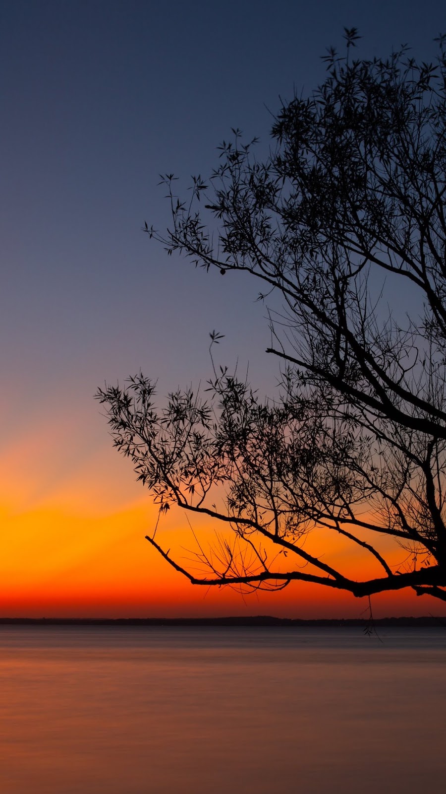 Tree Sunset HD Wallpapers - Wallpaper Cave