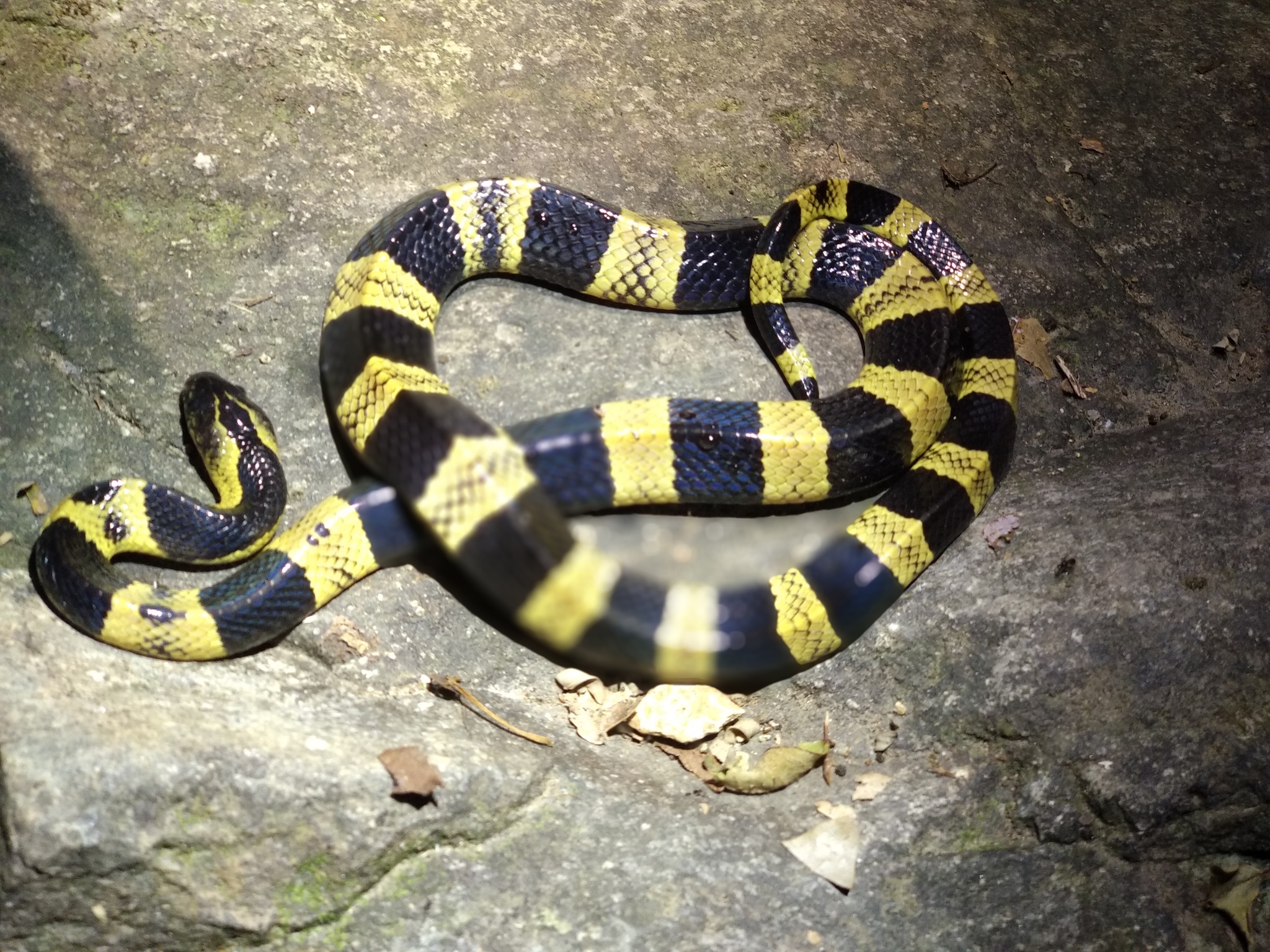 Kraits Wallpapers - Wallpaper Cave