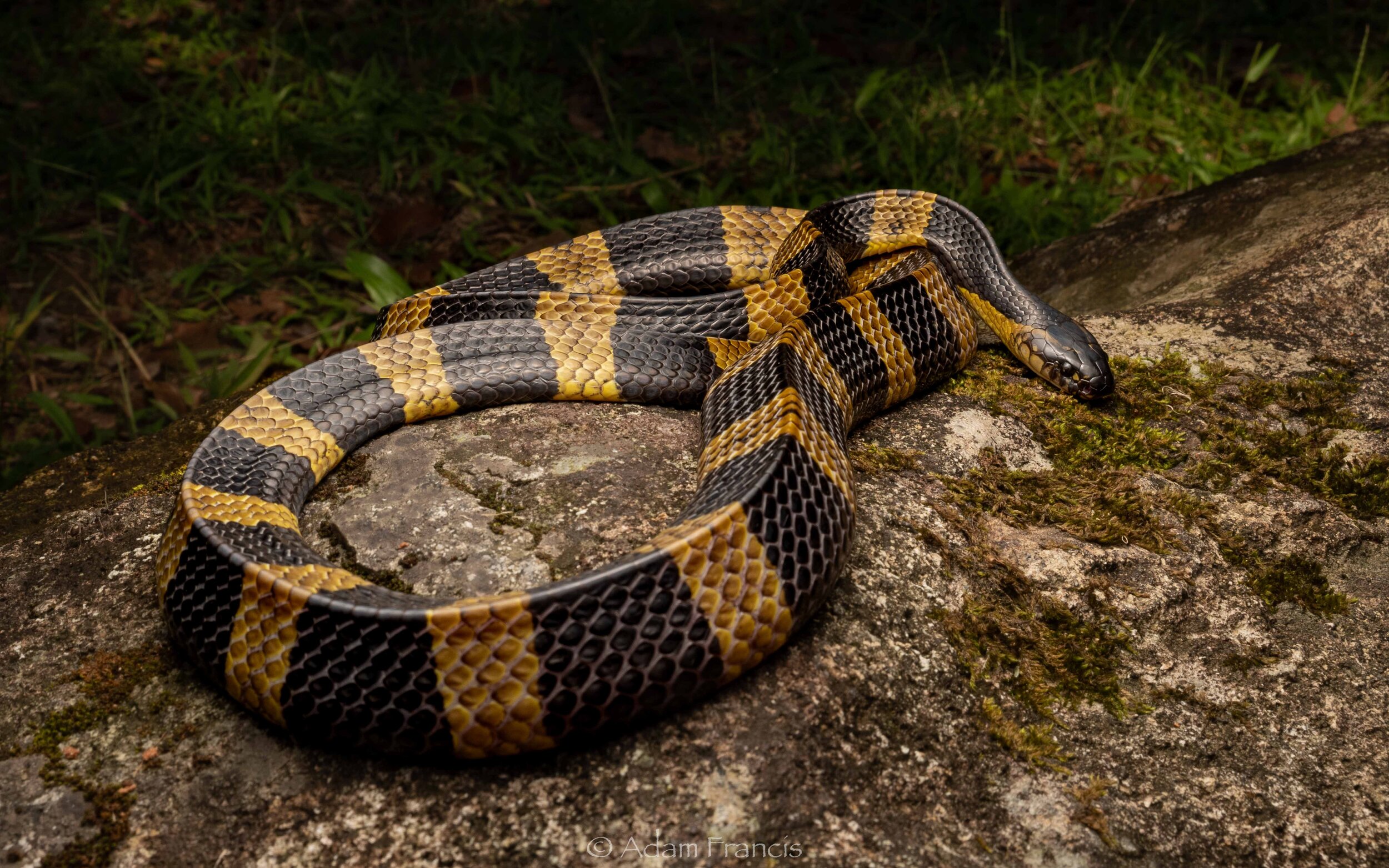 Kraits Wallpapers - Wallpaper Cave