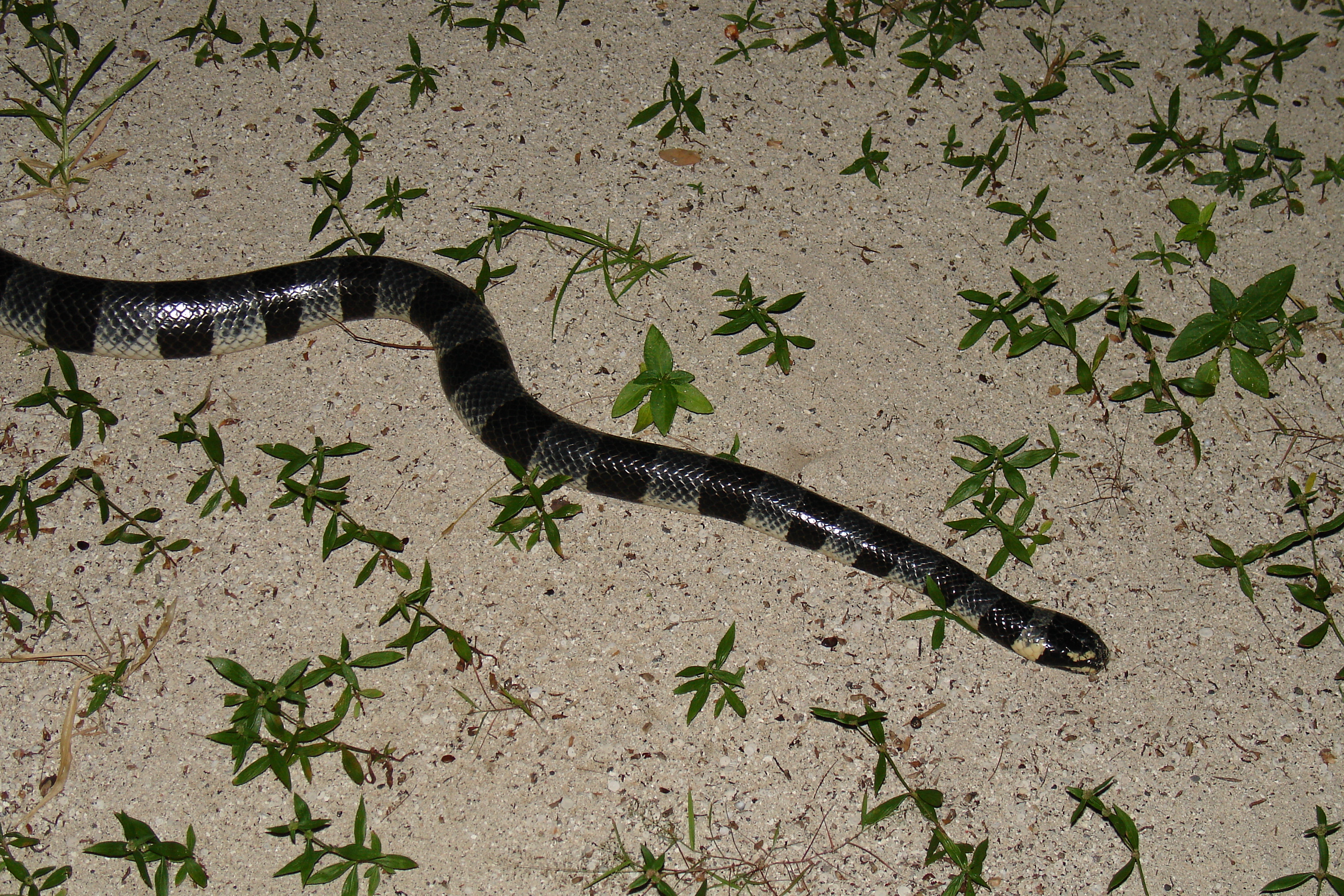 Kraits Wallpapers - Wallpaper Cave