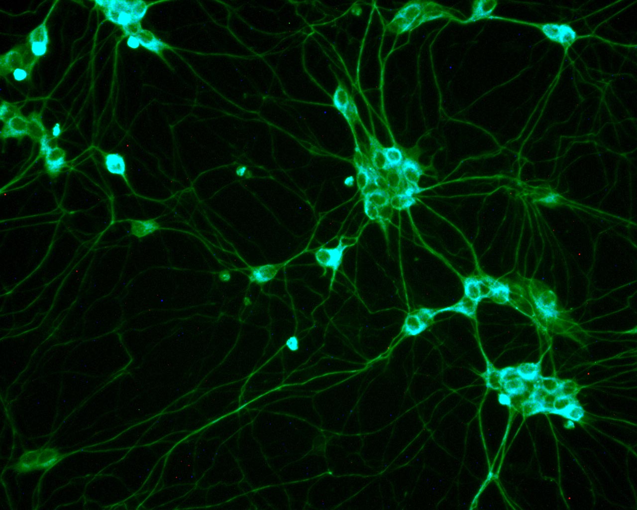 Stem Cell Wallpapers - Wallpaper Cave