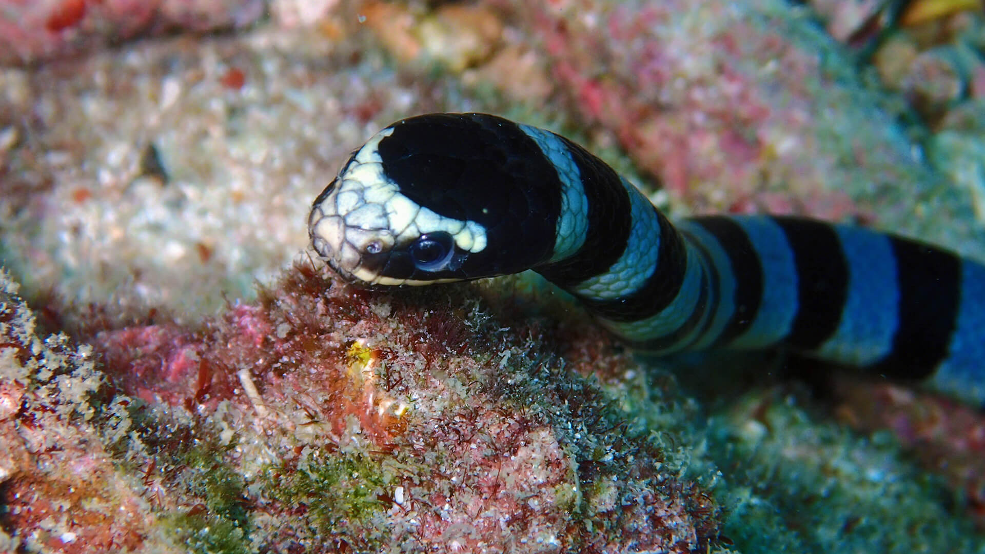 Kraits Wallpapers - Wallpaper Cave