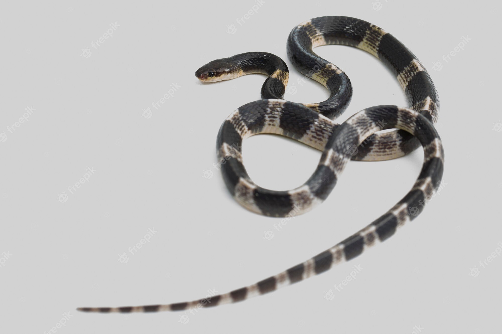 Kraits Wallpapers - Wallpaper Cave