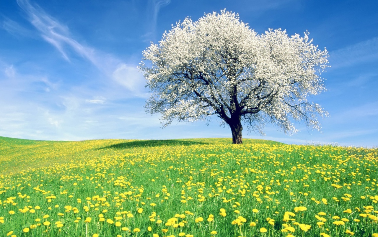 Spring Time Field Wallpapers - Wallpaper Cave