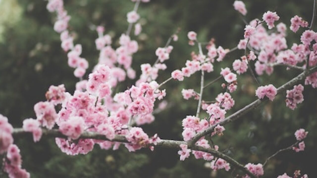 Spring And Books Wallpapers - Wallpaper Cave