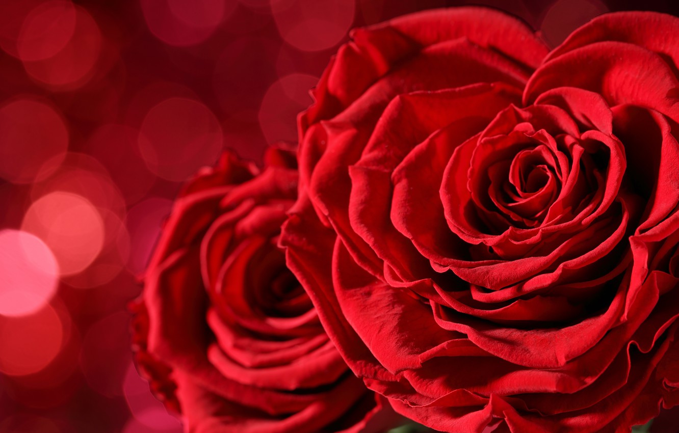 Valentines Red Roses Wallpapers - Wallpaper Cave