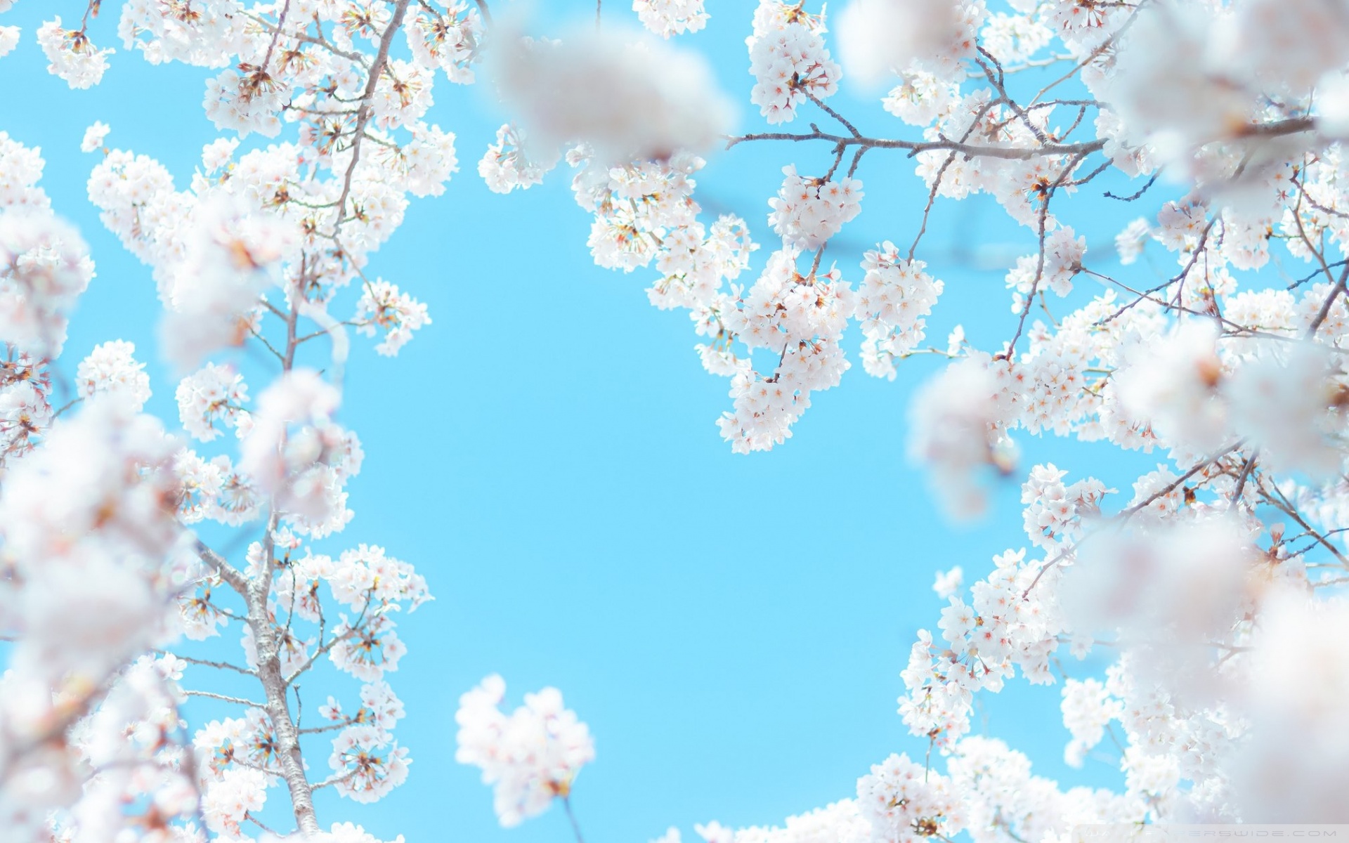 Sky Spring Wallpapers - Wallpaper Cave