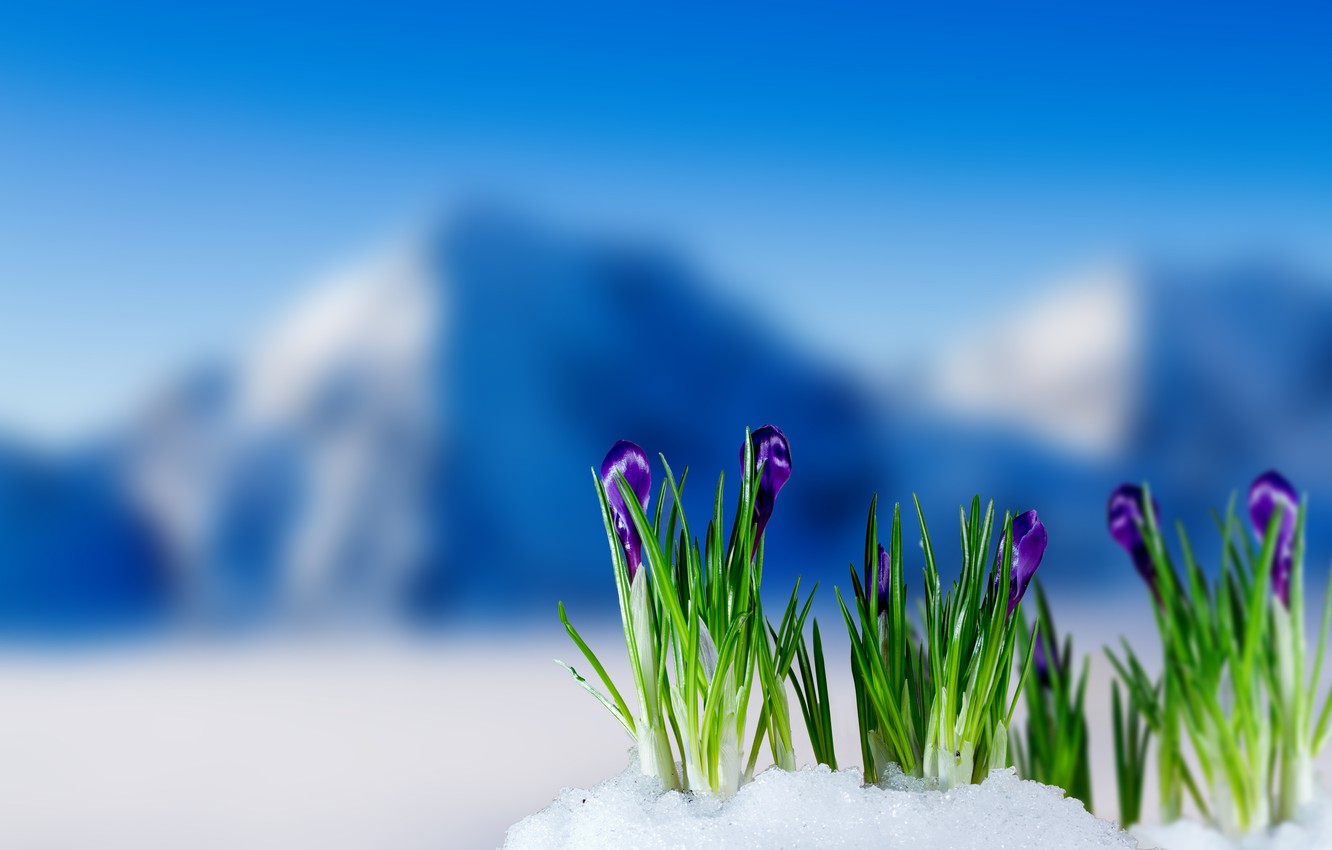 Spring Snow Wallpapers - Wallpaper Cave
