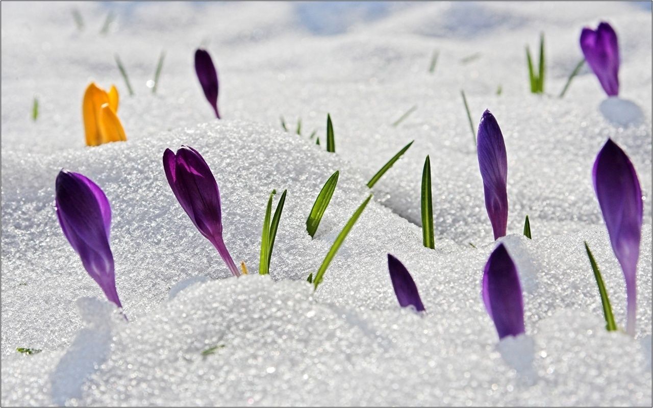 Spring Snow Wallpapers - Wallpaper Cave