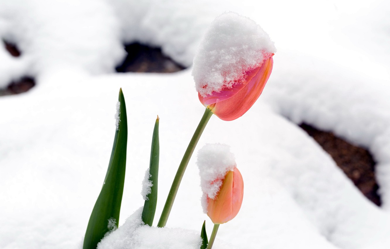 Spring Snow Wallpapers - Wallpaper Cave