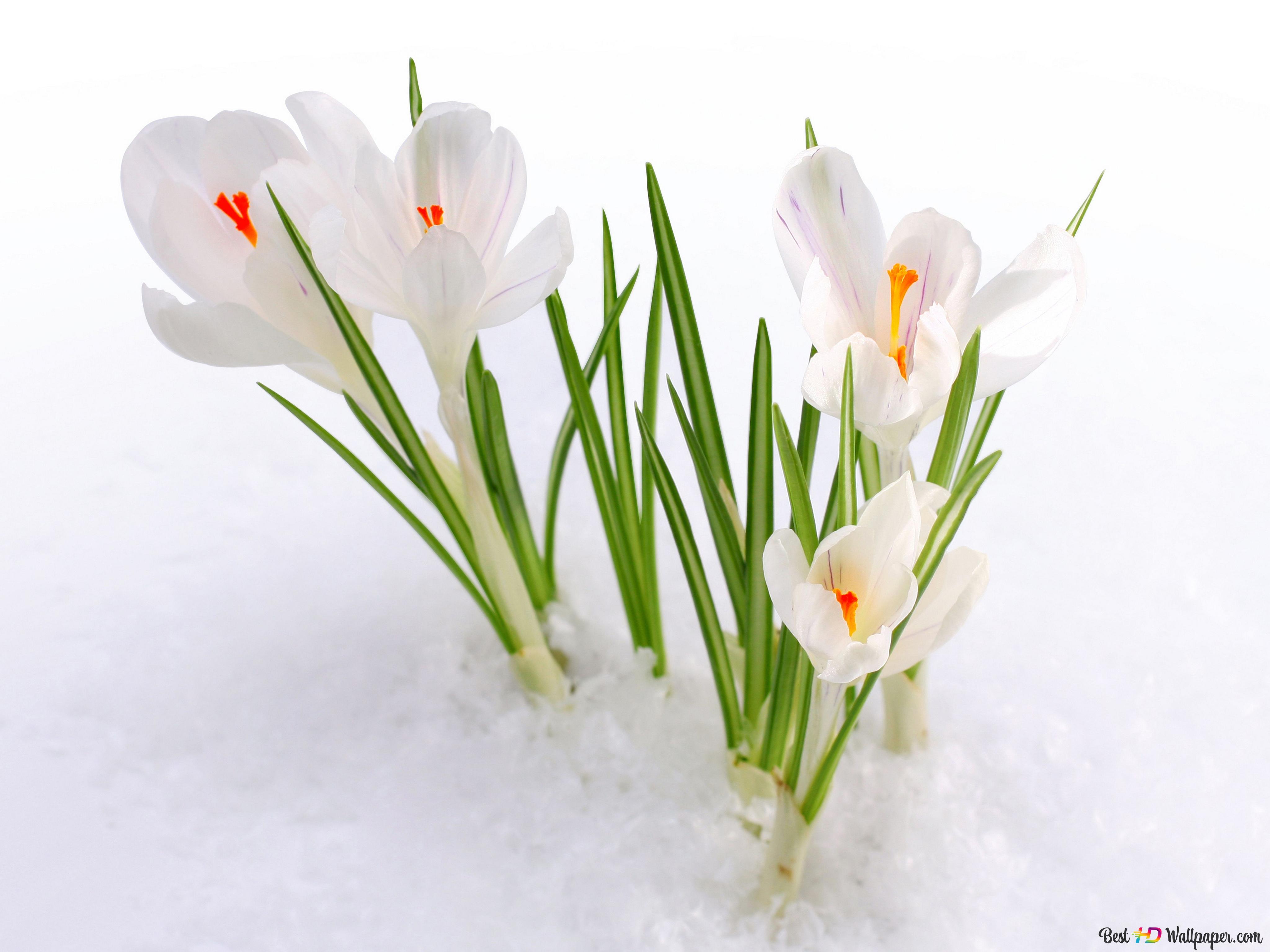 Spring Snow Wallpapers - Wallpaper Cave