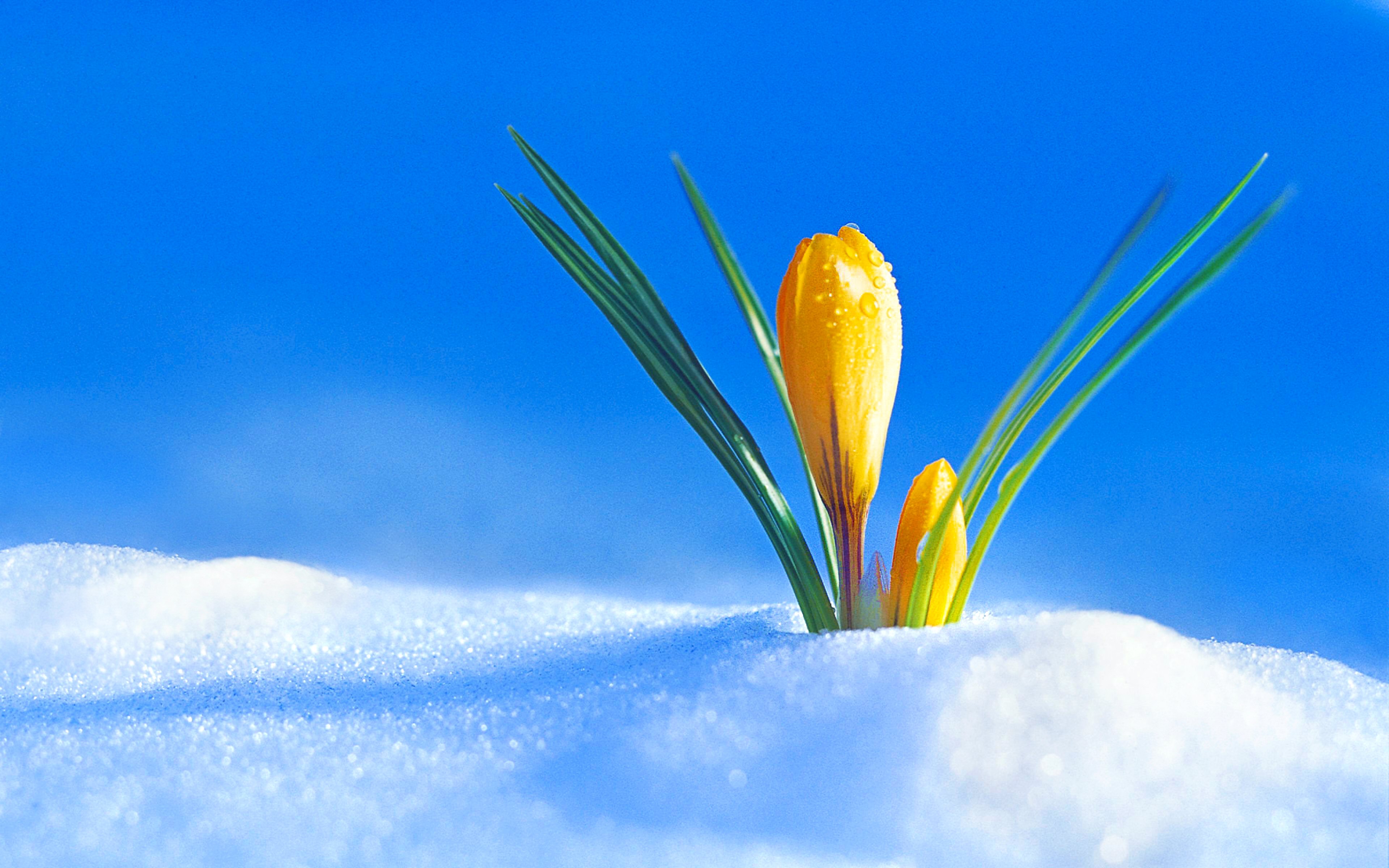 Spring Snow Wallpapers - Wallpaper Cave