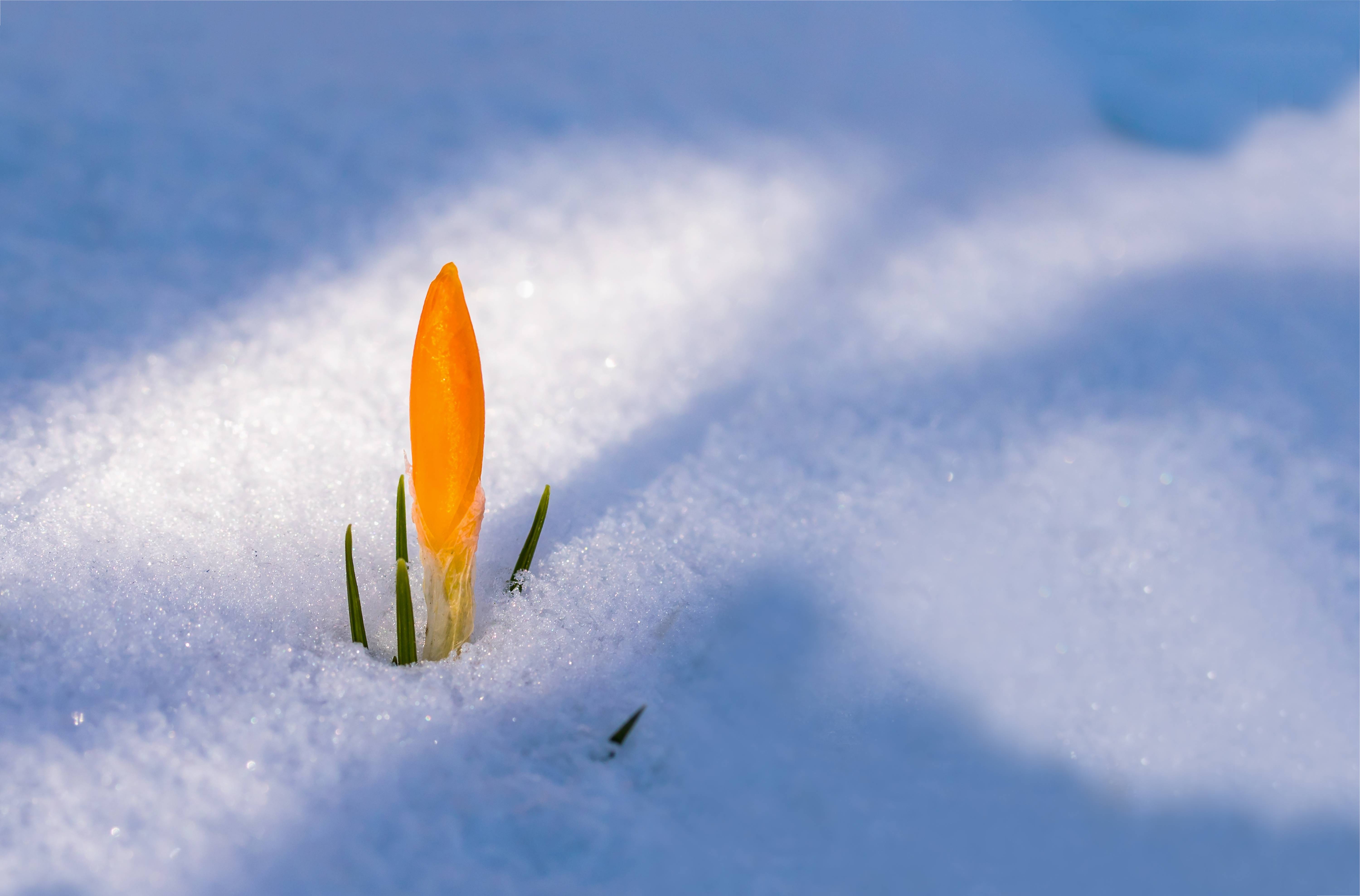 Spring Snow Wallpapers - Wallpaper Cave