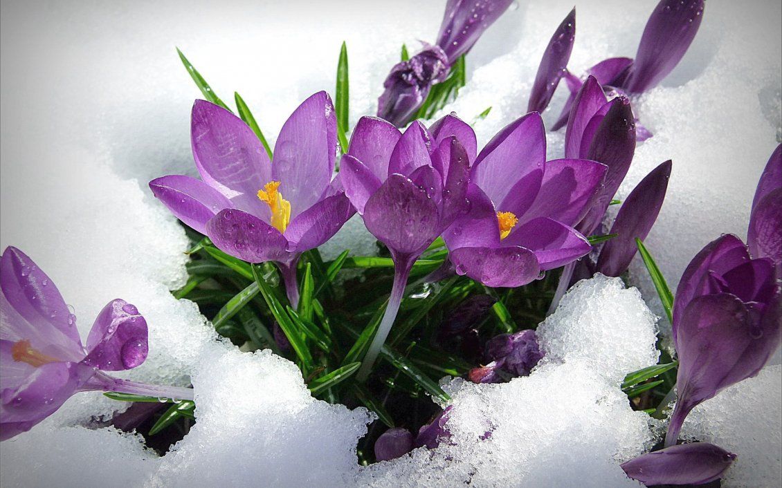Spring Snow Wallpapers - Wallpaper Cave