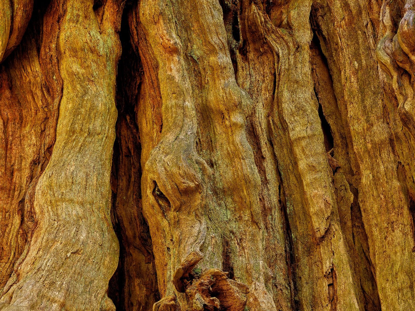 Tree Wood Wallpapers - Wallpaper Cave