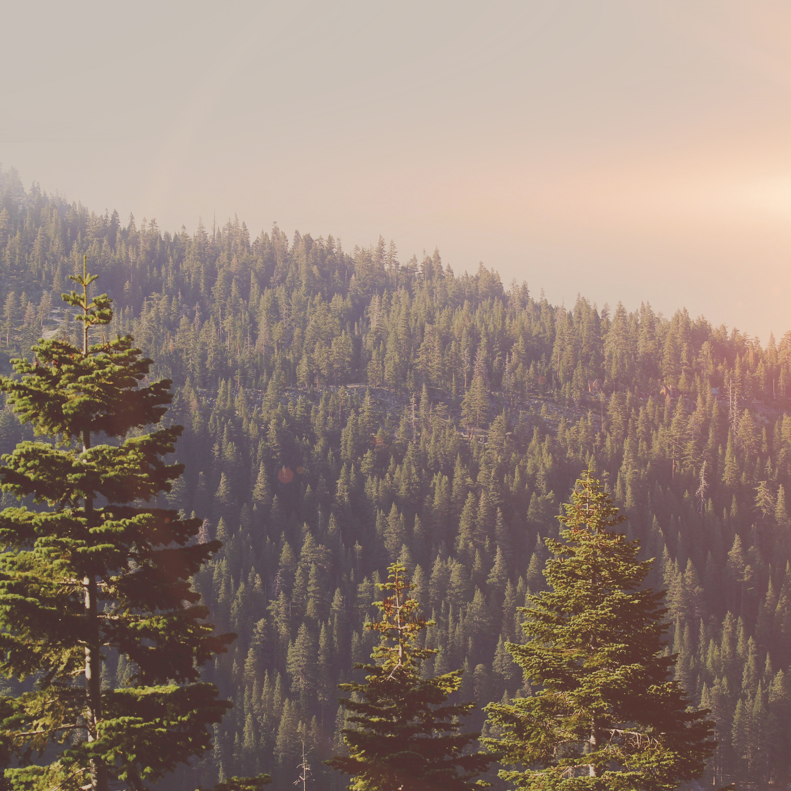 Tree Wood Wallpapers - Wallpaper Cave