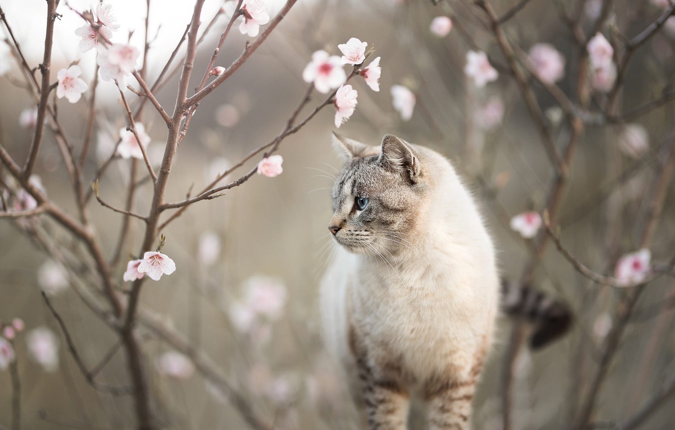 Cat Nature Spring Wallpapers - Wallpaper Cave