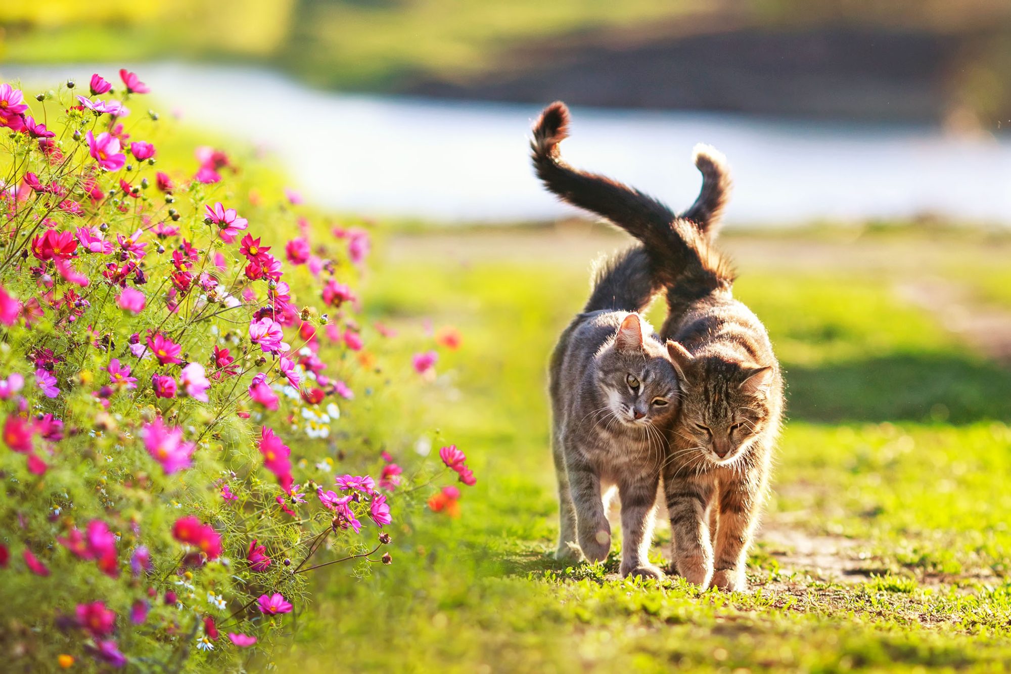Cute Cat Spring Wallpapers - Wallpaper Cave
