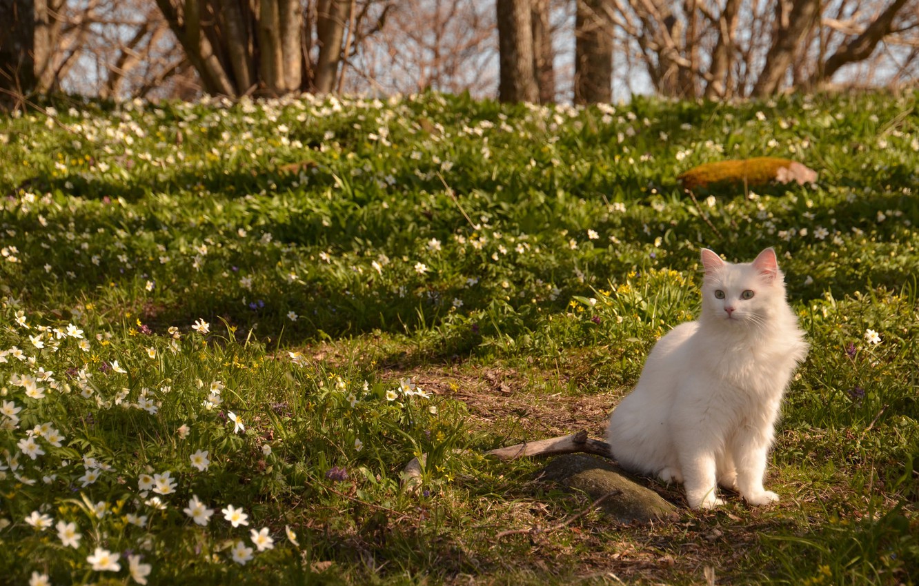 Cat Nature Spring Wallpapers - Wallpaper Cave