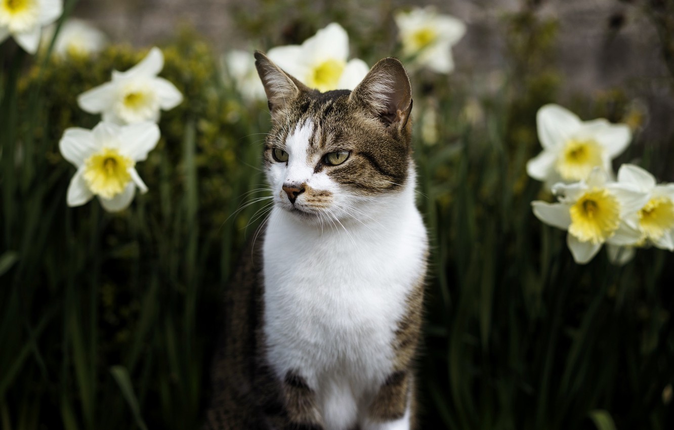 Cat Nature Spring Wallpapers - Wallpaper Cave