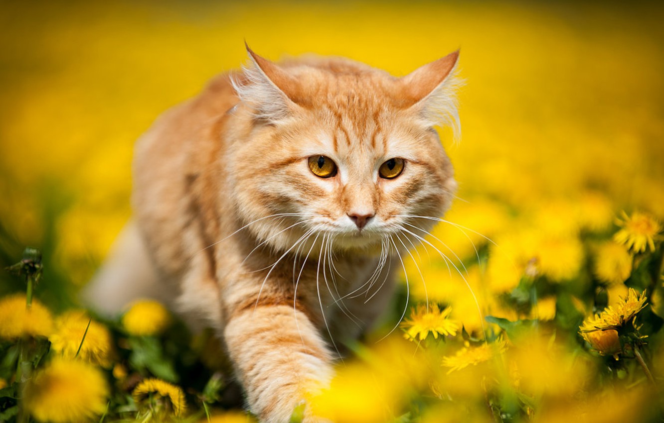 Cat Nature Spring Wallpapers - Wallpaper Cave