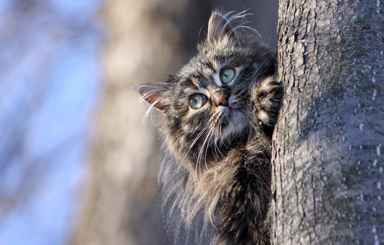 Cat Nature Spring Wallpapers - Wallpaper Cave