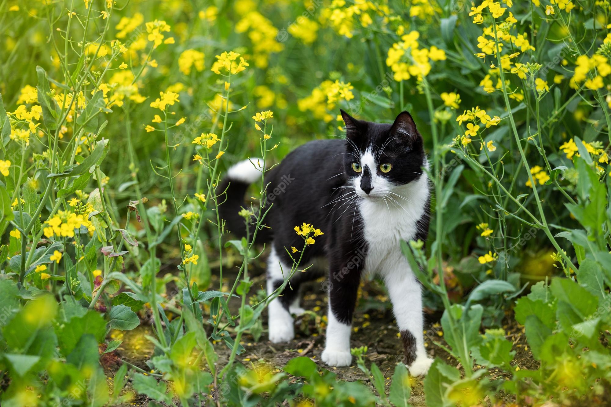 Cat Nature Spring Wallpapers - Wallpaper Cave