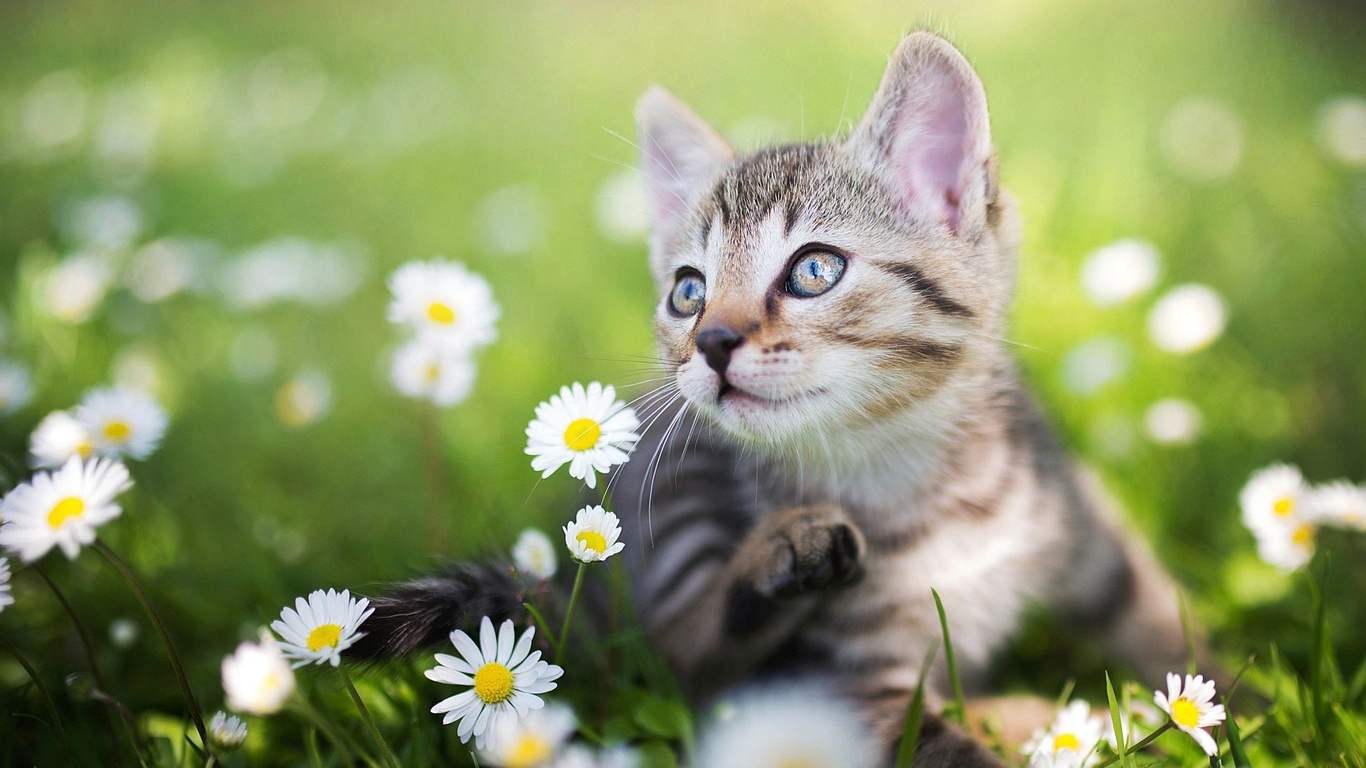 Cat Nature Spring Wallpapers - Wallpaper Cave