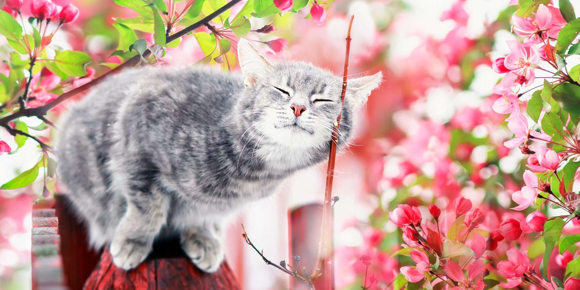 Cat Nature Spring Wallpapers - Wallpaper Cave