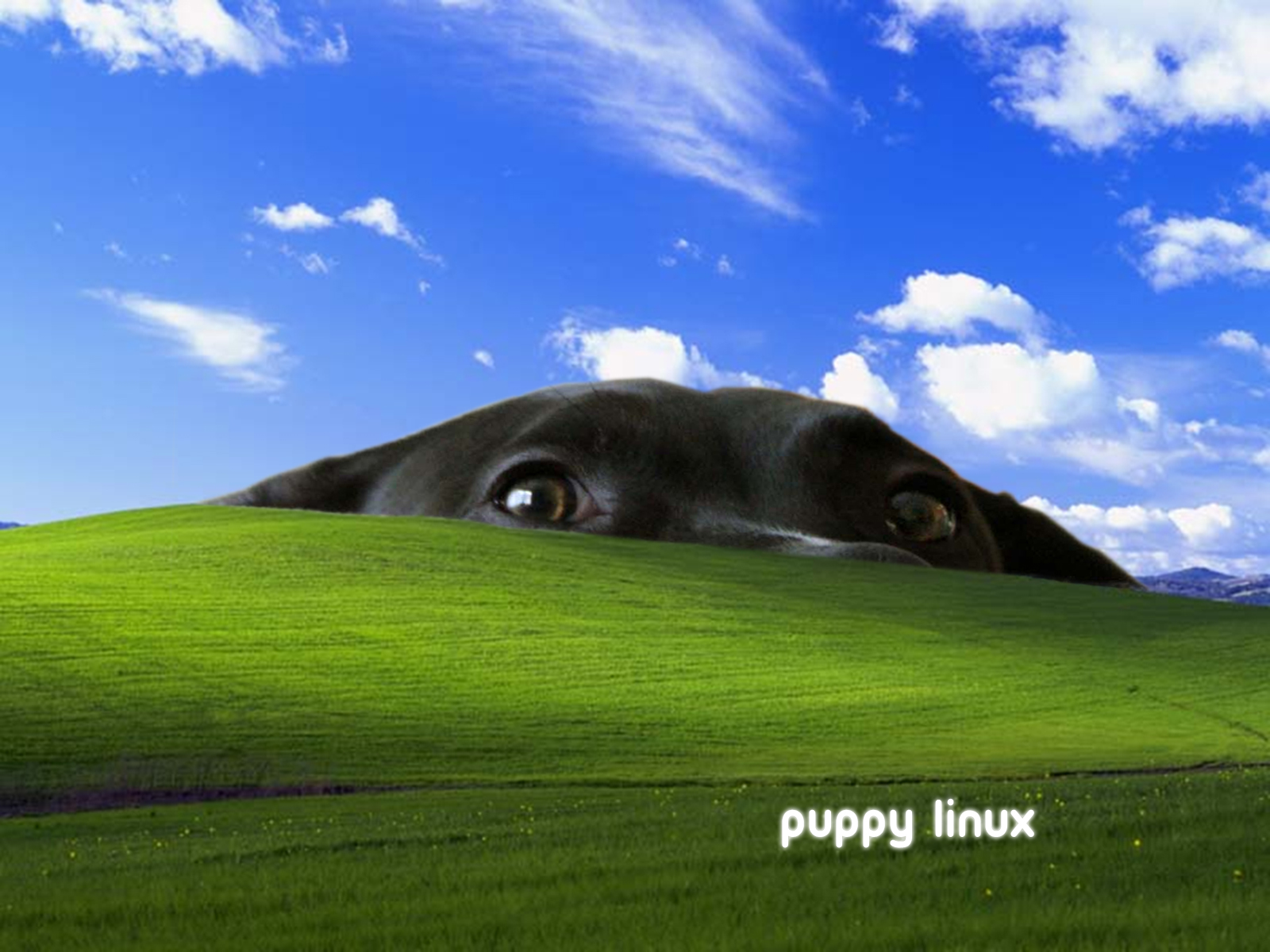 Puppy Linux Wallpapers - Wallpaper Cave