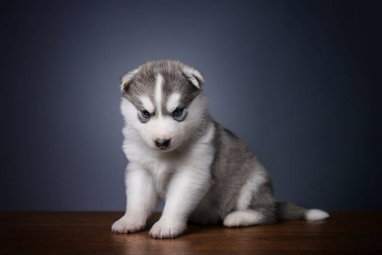 Cute Baby Husky Wallpapers - Wallpaper Cave