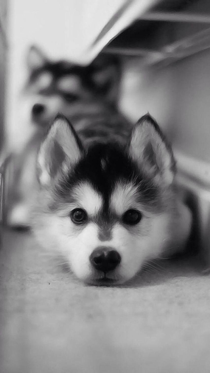 Cute Baby Husky Wallpapers - Wallpaper Cave