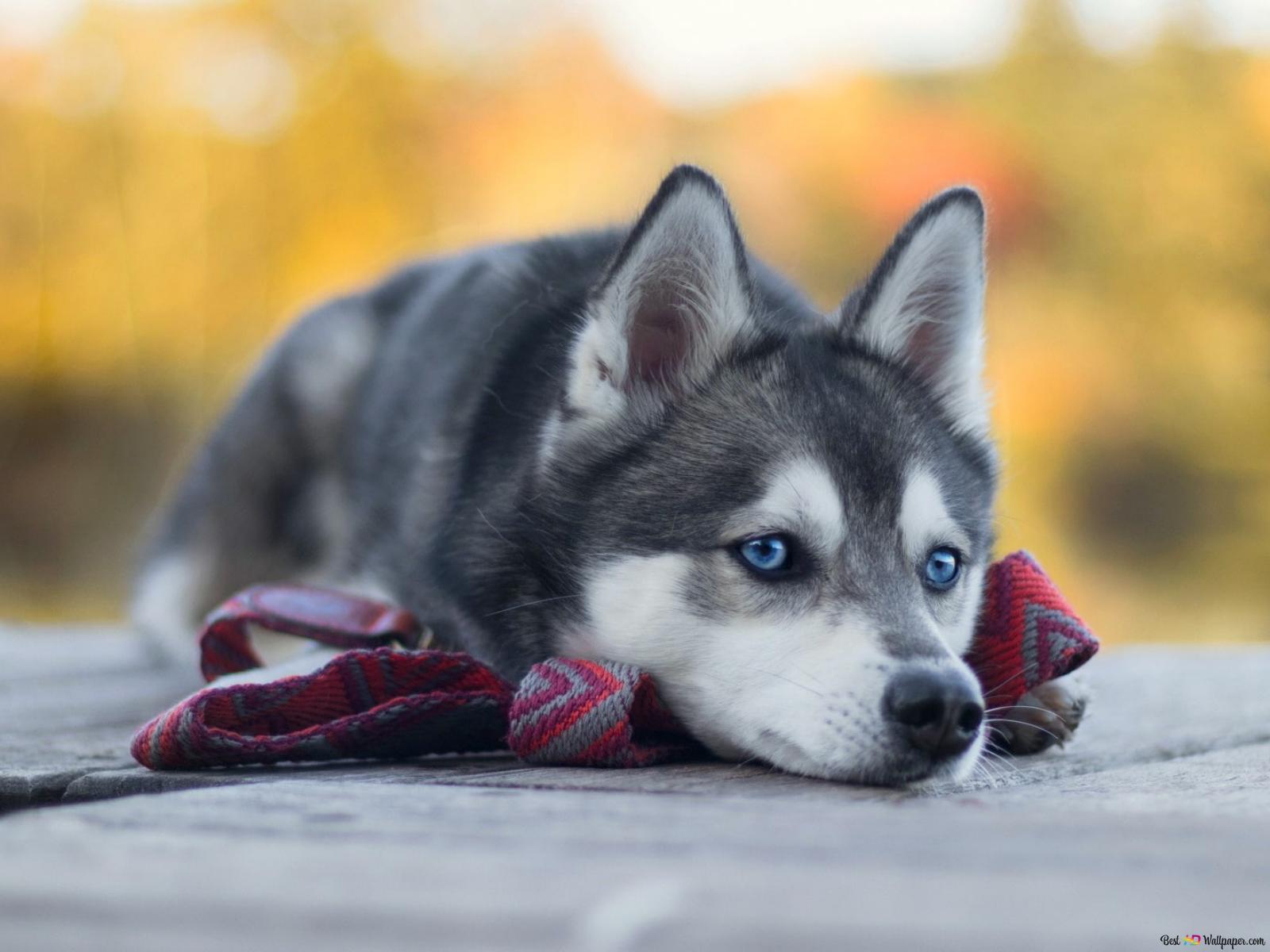 Cute Baby Husky Wallpapers - Wallpaper Cave