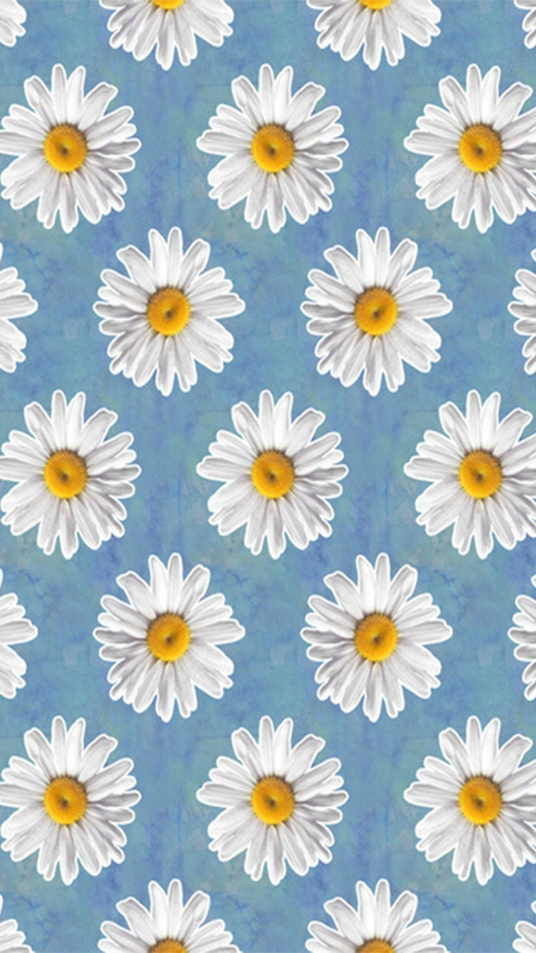 Blue Daisy Wallpapers - Wallpaper Cave