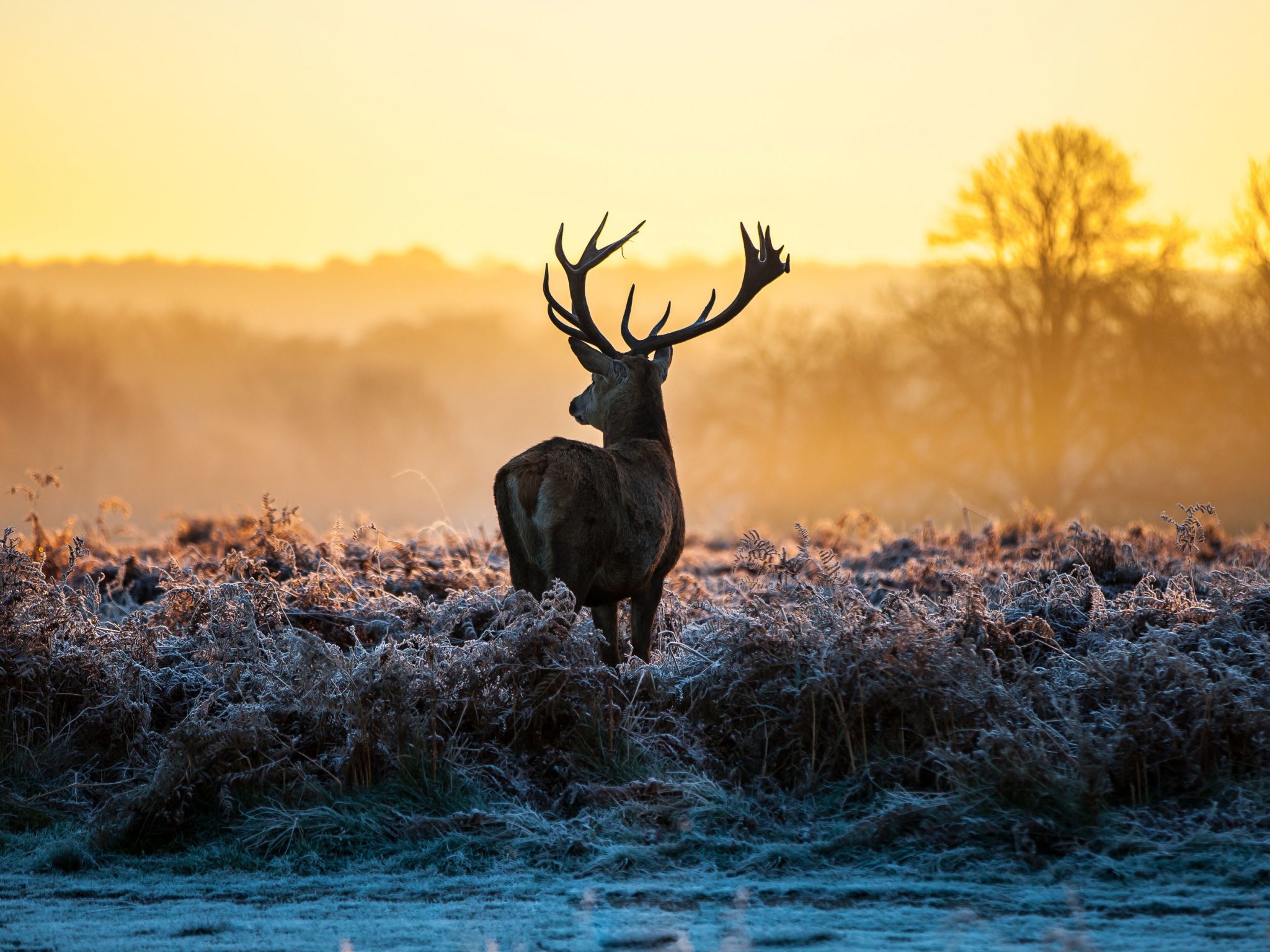 Deer 4k Wallpapers - Wallpaper Cave